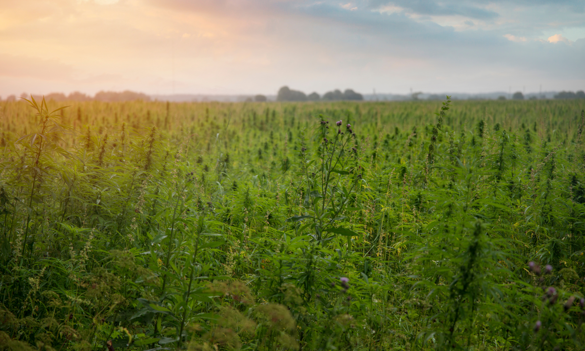 5 Reasons Why Hemp Protein is a Lightweight Powerhouse - Hemplete